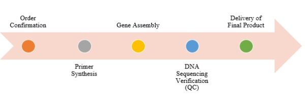Gene Fragment Synthesis
