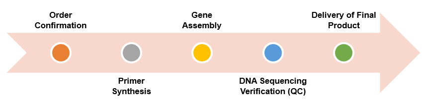 Gene Fragment Synthesis