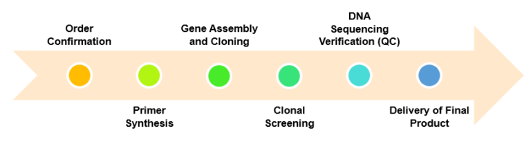 Standard Gene Synthesis